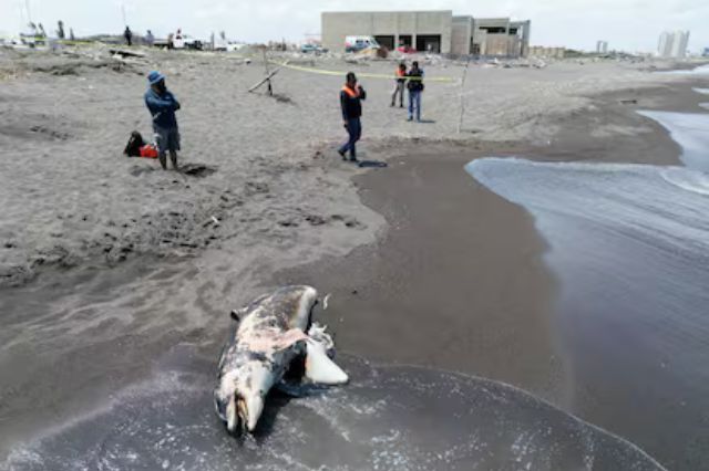 Derrame de hidrocarburos expone deterioro en infraestructura de Pemex