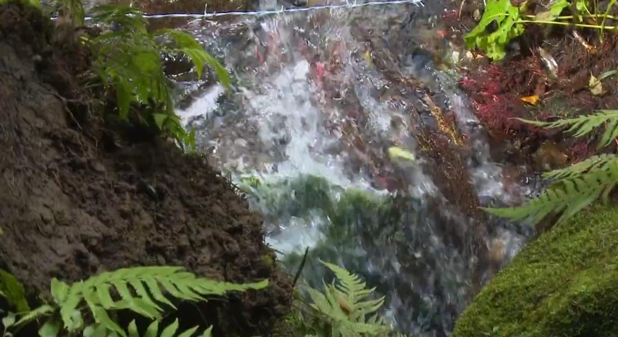 Tlalancaleca busca recuperar un manantial | Municipios Puebla ...